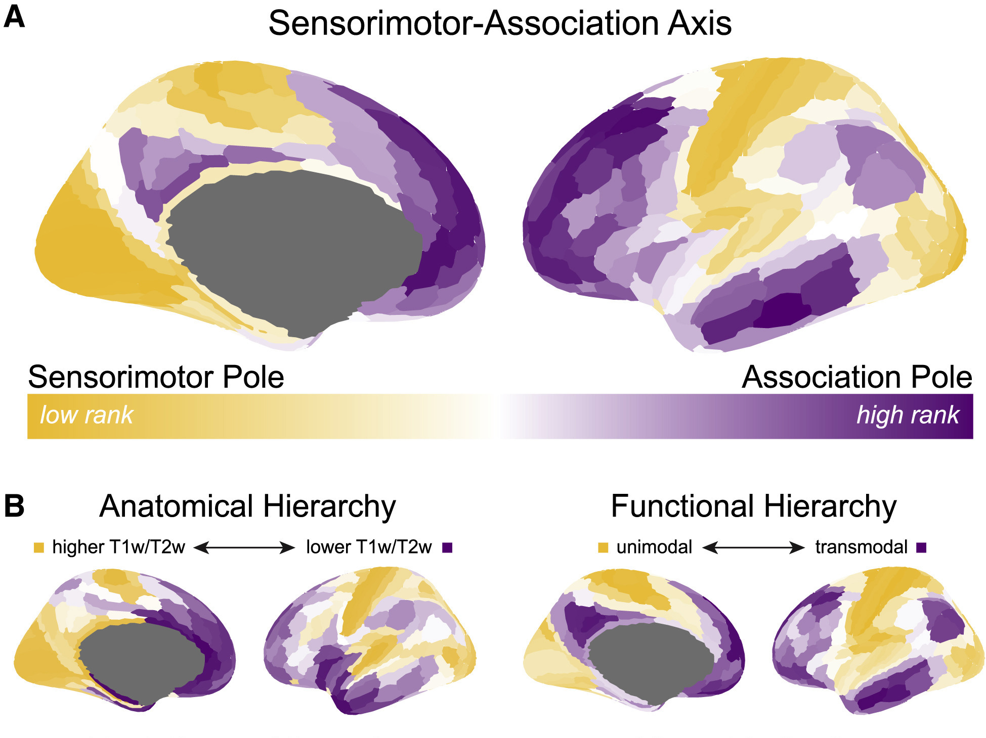 Your Brain on DMT... - by Andrew R. Gallimore