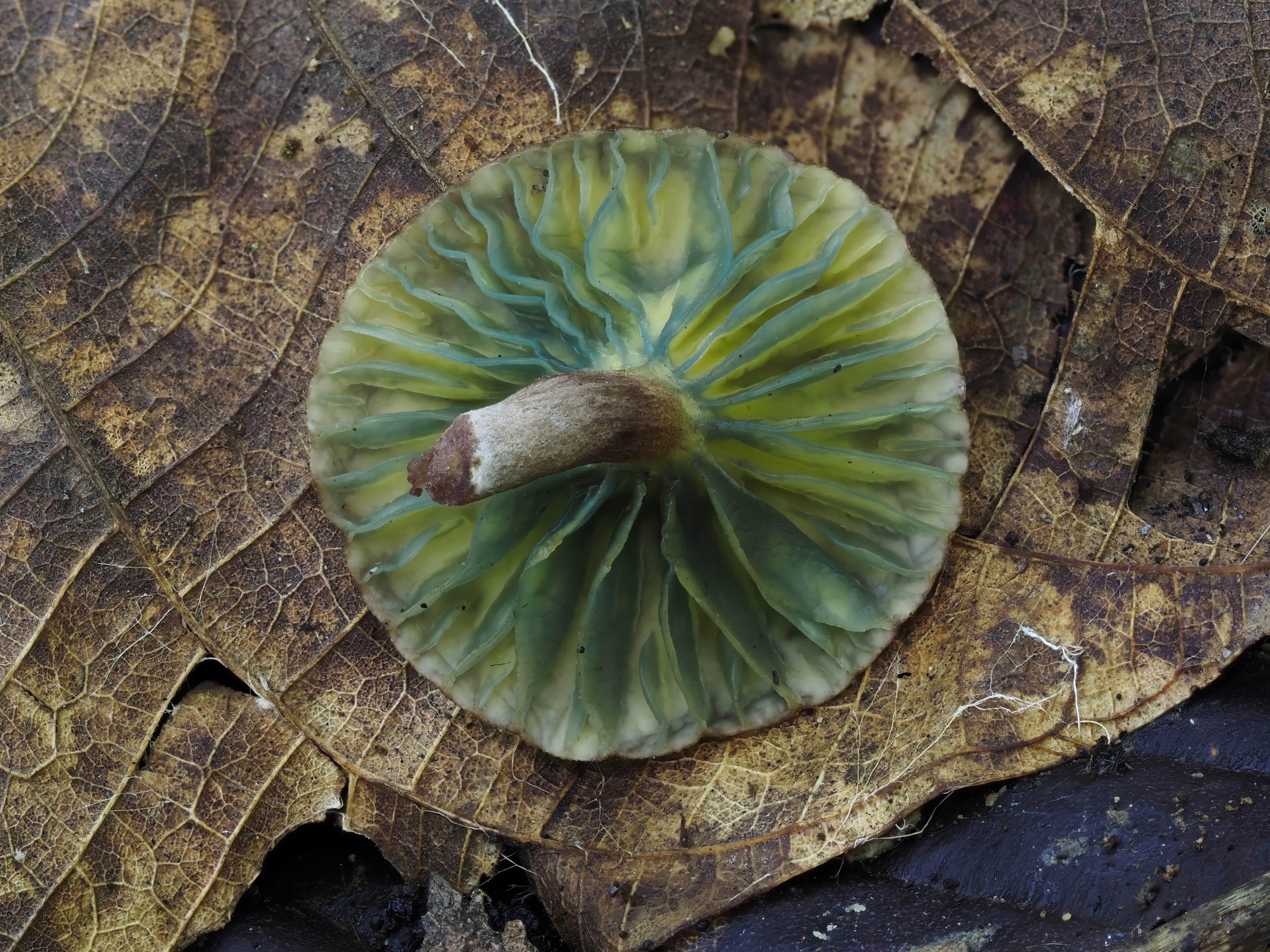 Monsoon Mushrooms: Two-Wheeled Adventures in Northern Thailand - Part III