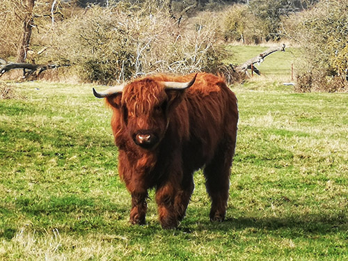 Cows in Folklore - by Icy Sedgwick - Fabulous Folklore