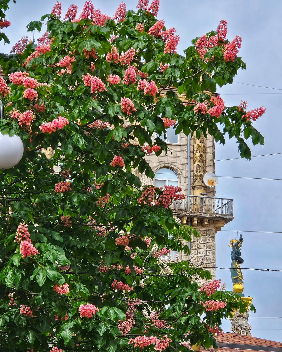 How chestnut trees became a symbol of Kyiv