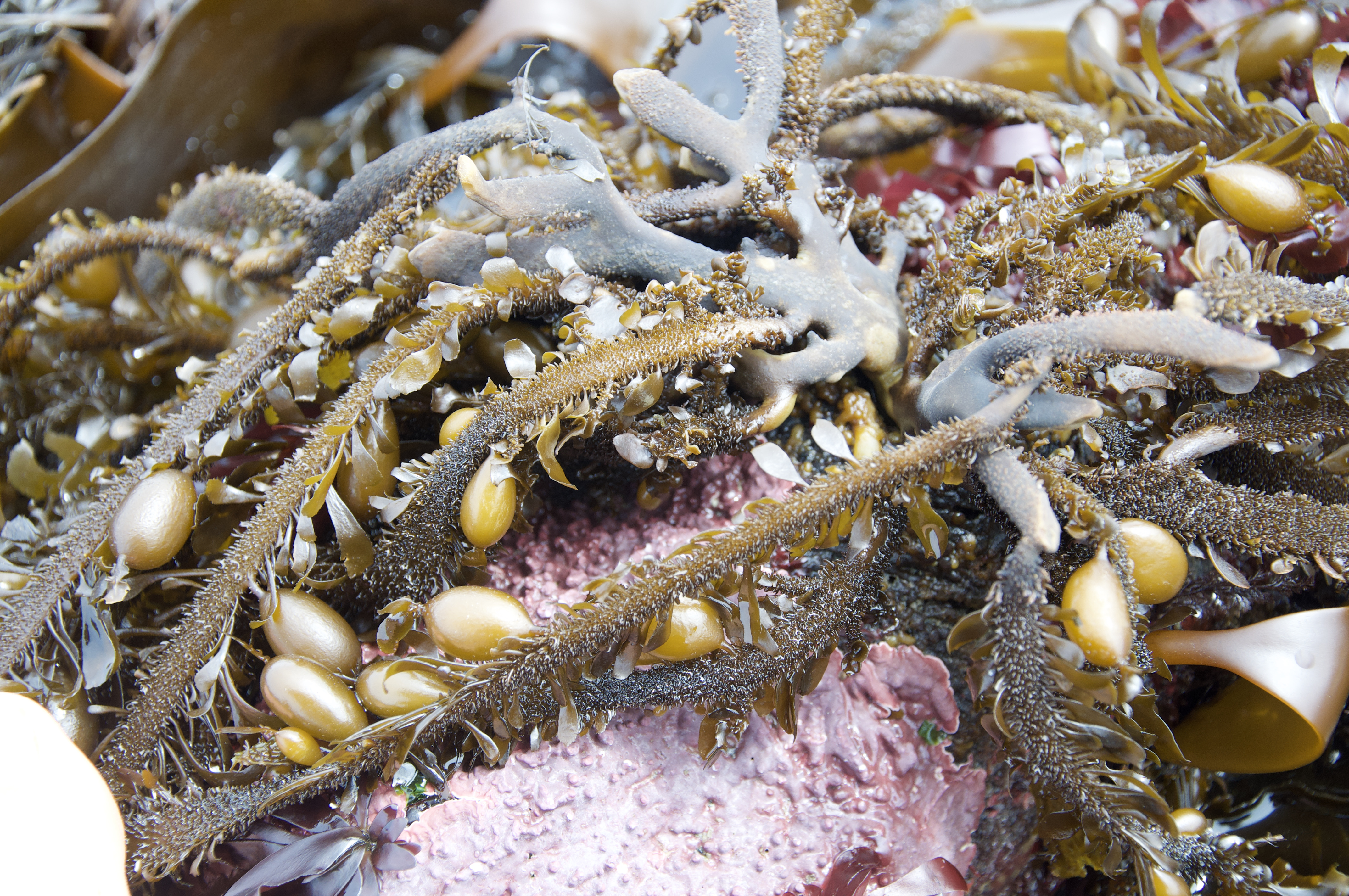 The Art of Underwater Adhesion: Seaweed Holdfasts