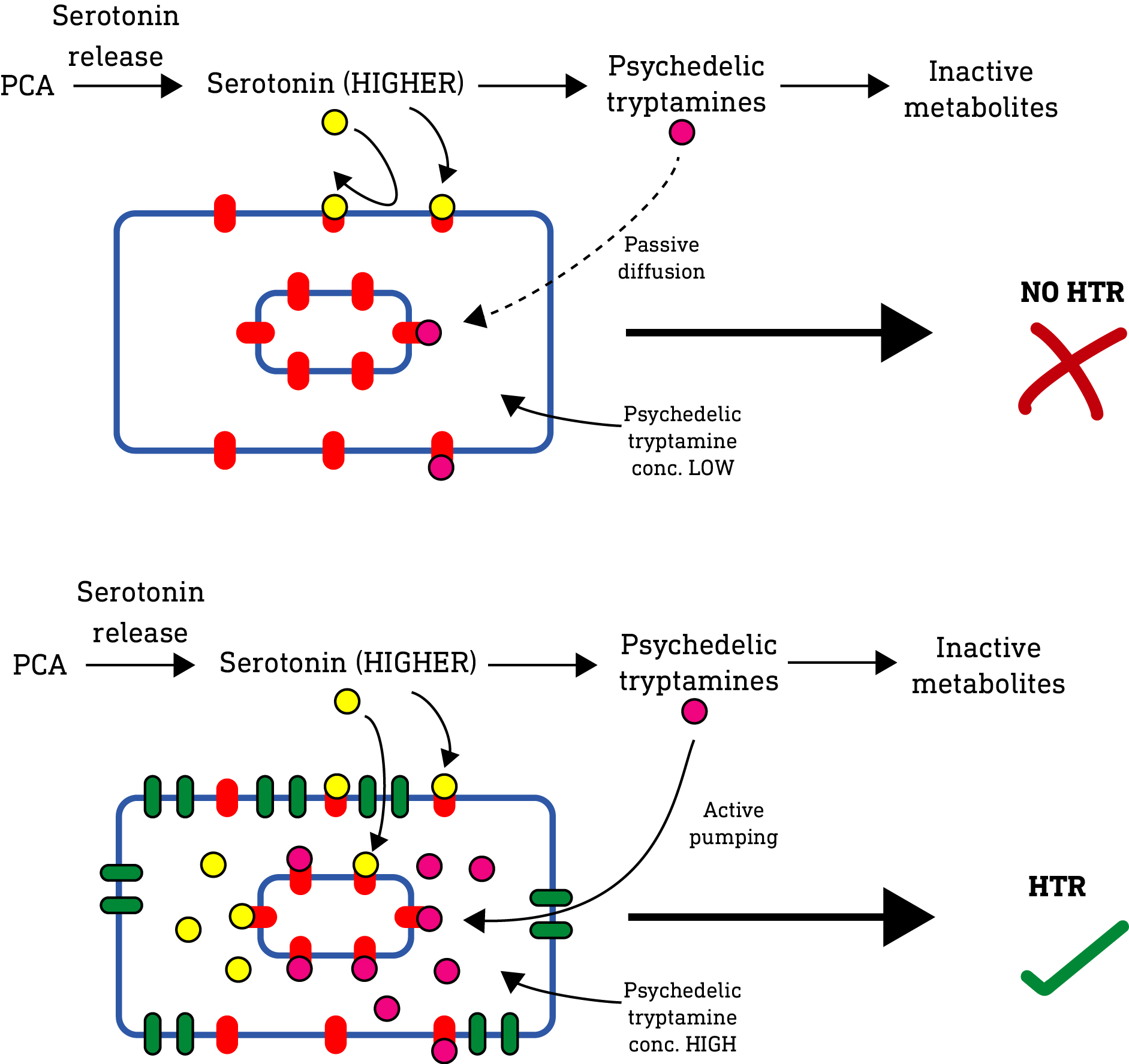 Psychedelics, neuroplasticity, and intracellular 5HT2A receptors...