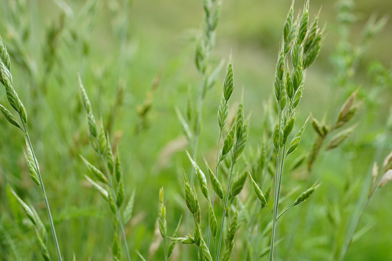 Understanding Hay - The Homestead Vet’s Substack