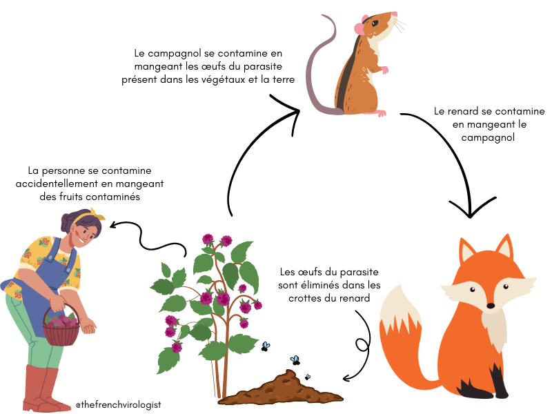 Échinococcose : risques des végétaux sauvages et conseils de protection