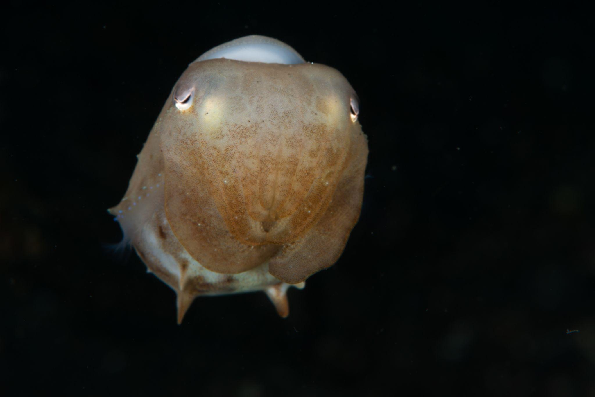 The Dumbo Octopus - by AJ Thomas - Amazing Animals