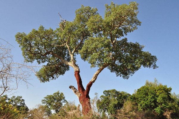 Why Cork is One of the Most Sustainable Materials in the World