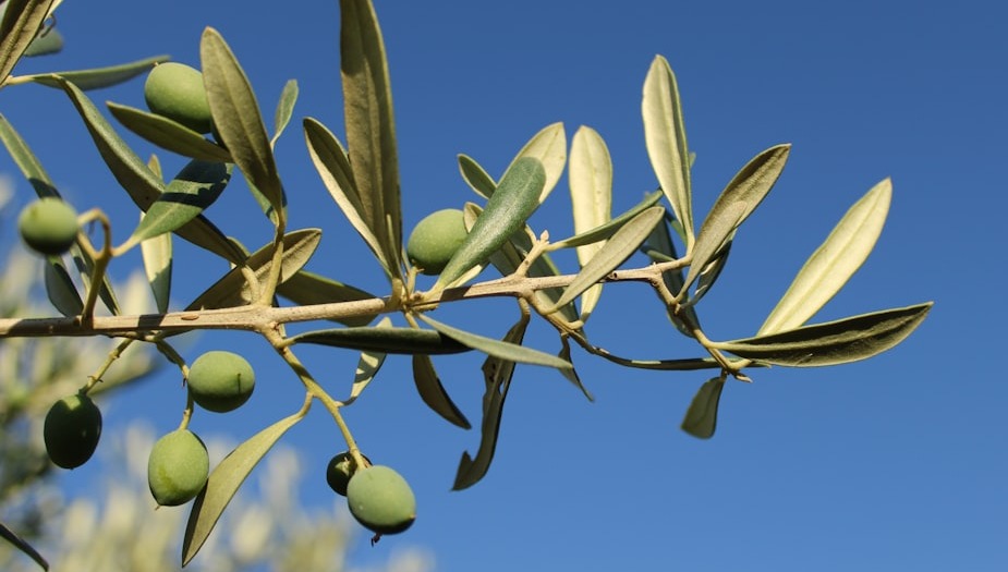 Learn About Olive Leaf and its Amazing Benefits for BP, Blood Sugar ...