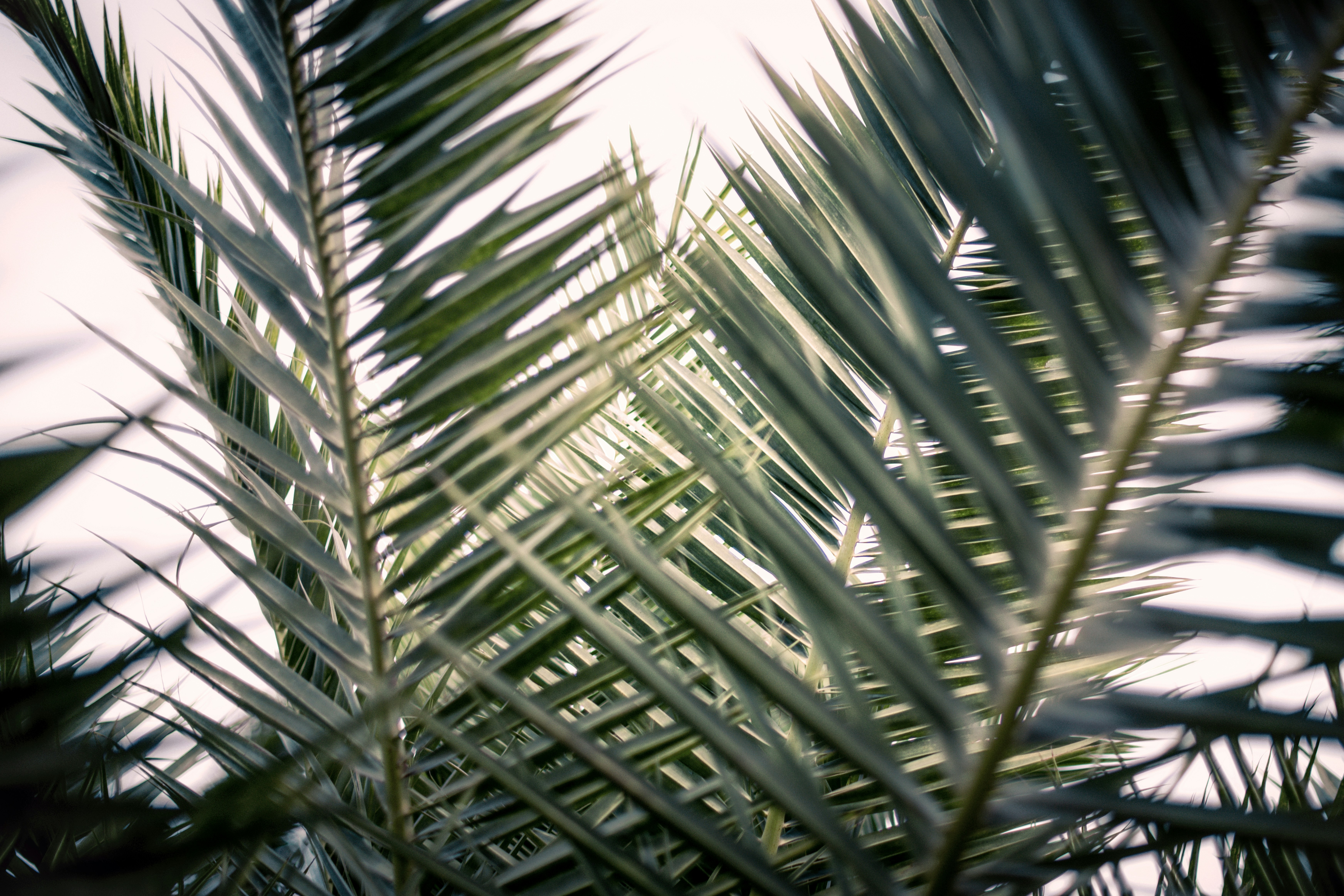 How We Can Misunderstand Jesus Just the Way the Palm Sunday Crowd Did ...