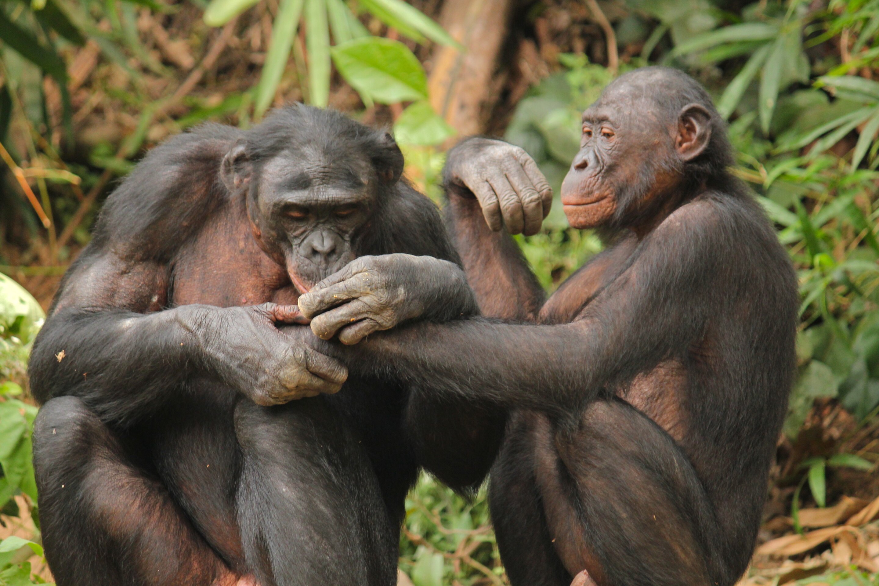 Sex, Power, and Peace: How Bonobos and Chimpanzees Reveal Our ...