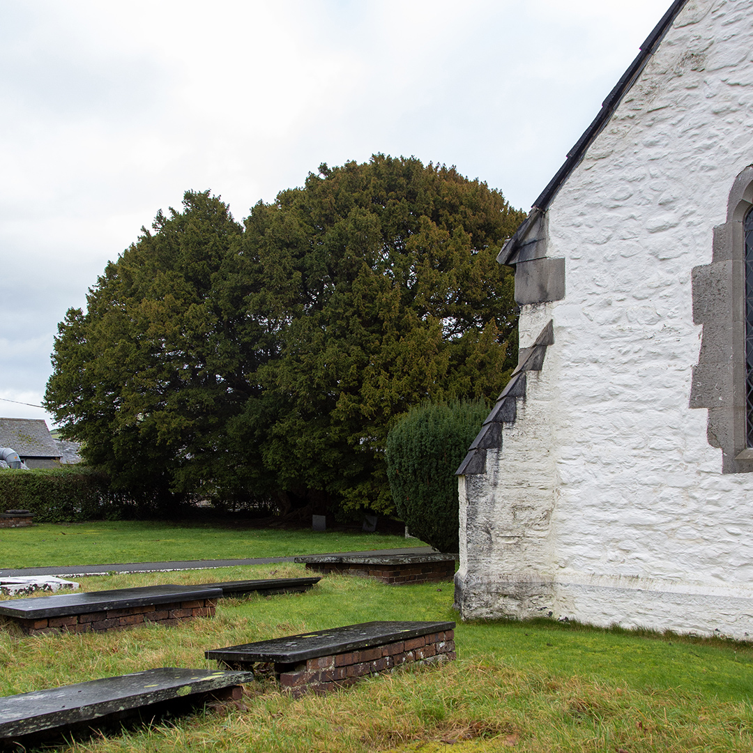 38. Llangernyw Yew - by Paul Wood - The Street Tree
