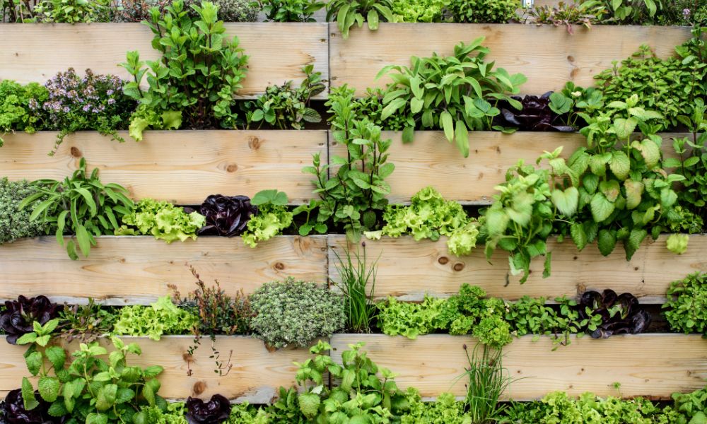 5 Ways Grow Vertically in your Gardening