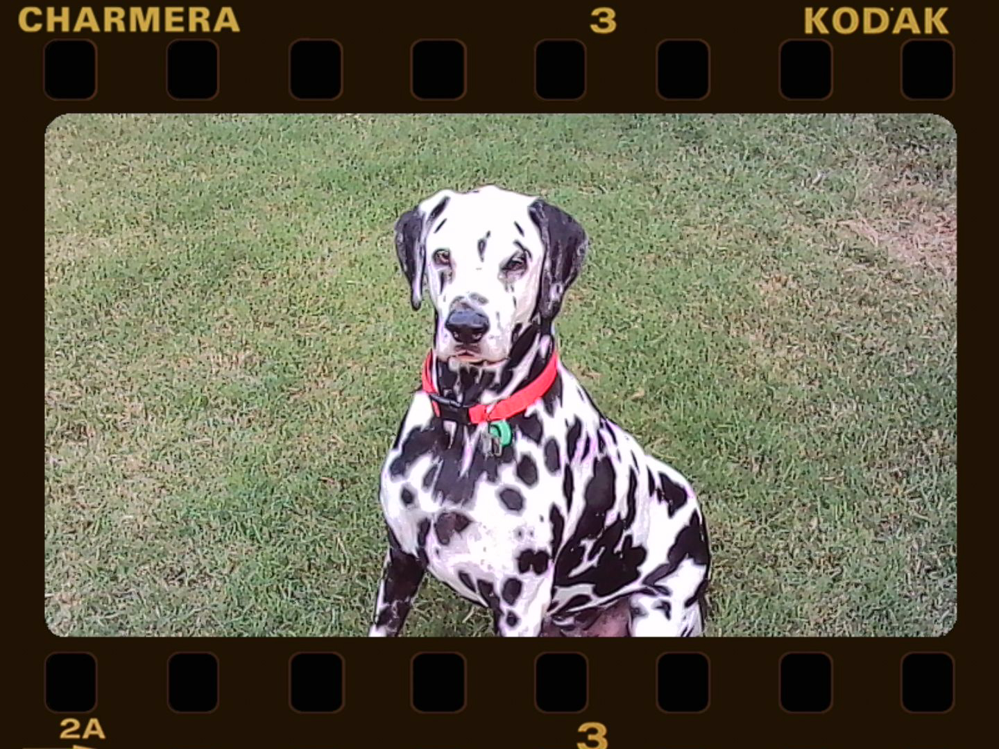 Kodak Charmera Review - by Matt Murray - Matt Loves Cameras