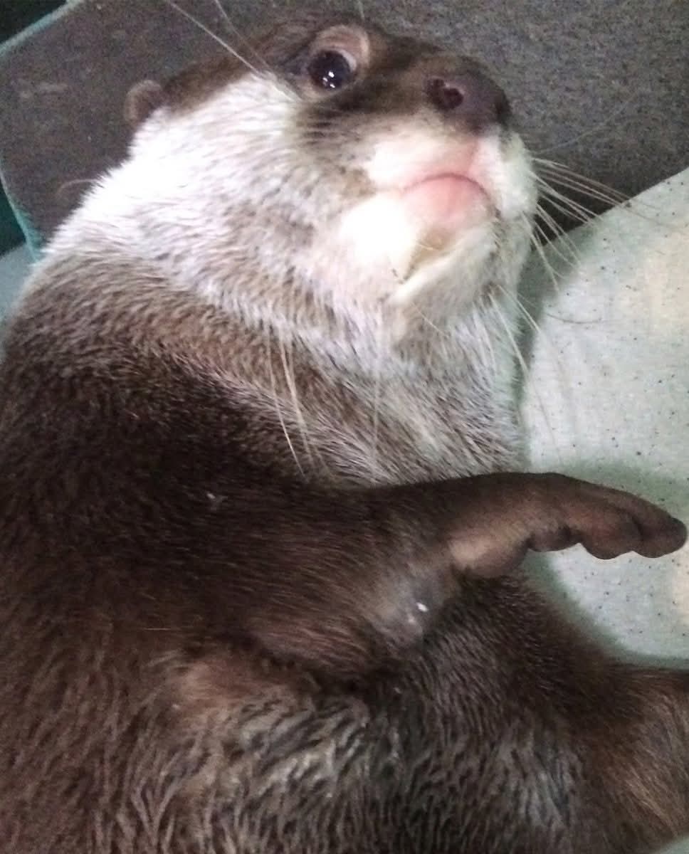 In Otter News (@inotternews): "Oh, I'm SO sorry, Steve. Did I interrupt ...