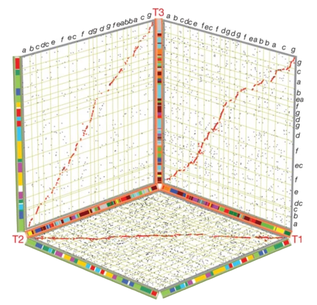 An 80,000-year history of the tomato - by Evan DeTurk
