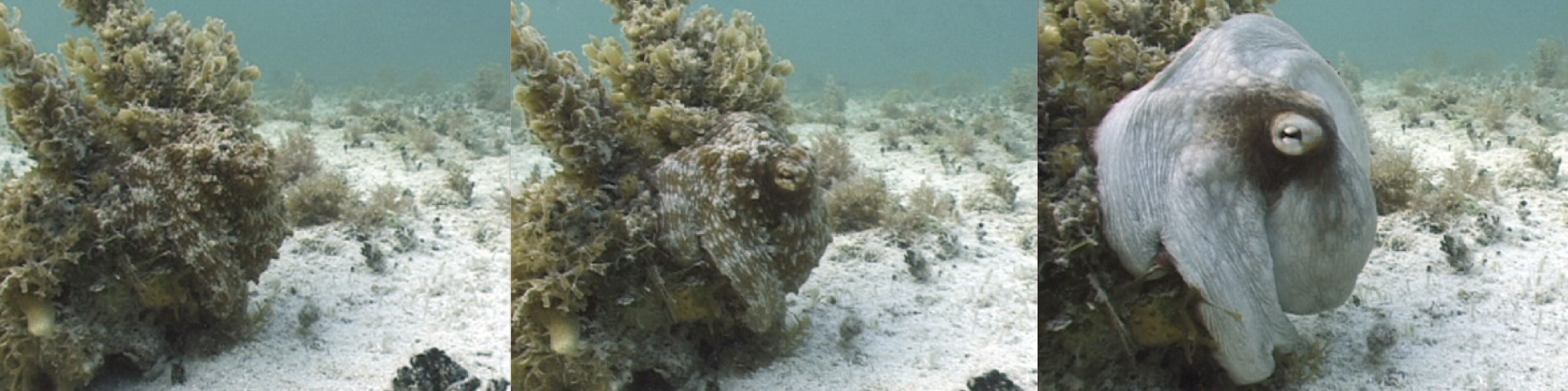 ¿Cómo cambian de color los pulpos? - by Ángel León Panal