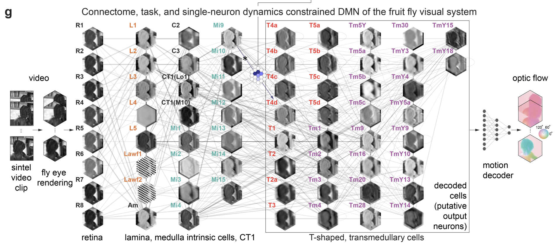 A primer on FlyWire, a complete connectome of the fly