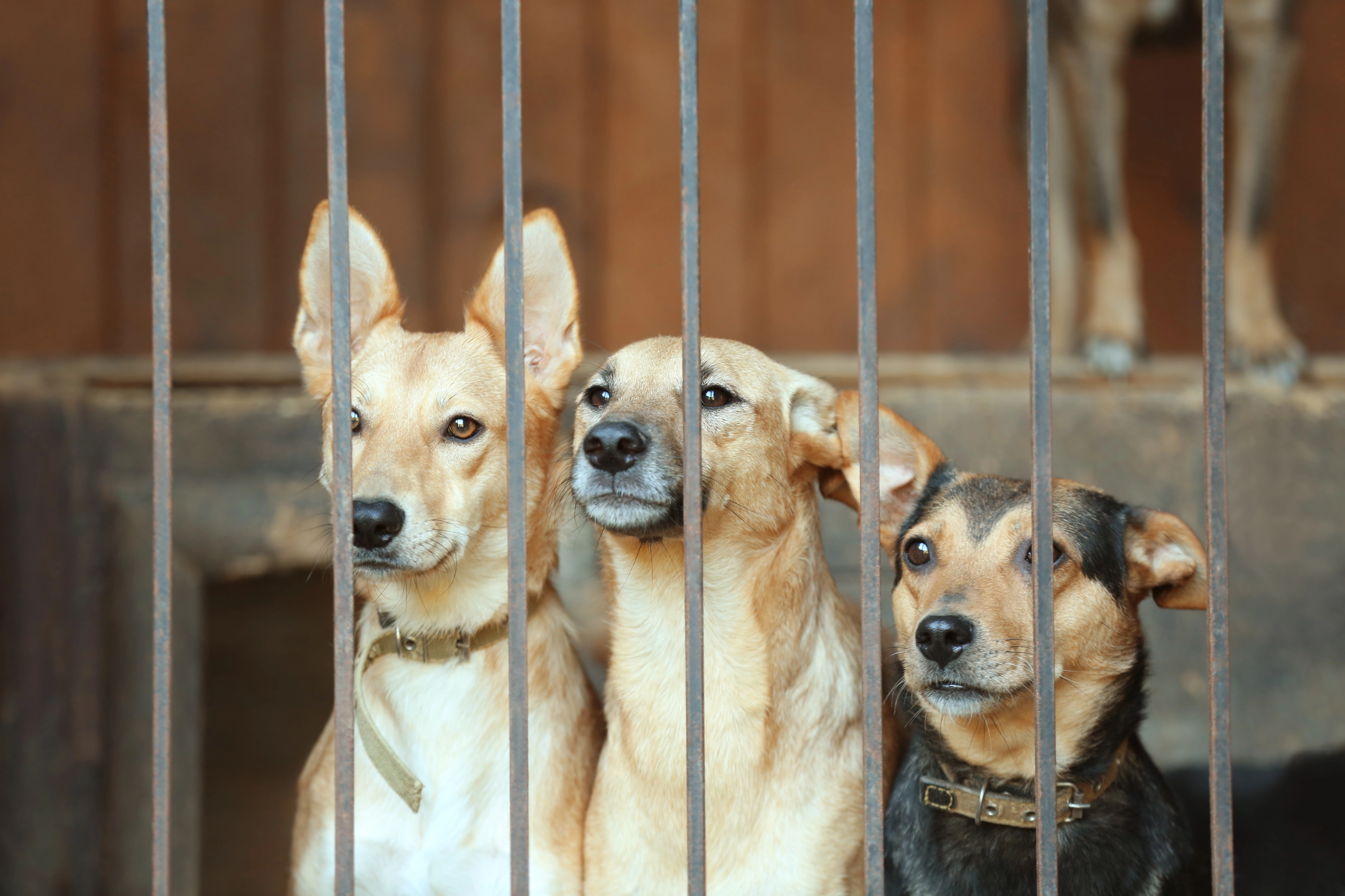 The Controversy of PETA’s Euthanasia Policy: An Animal Rights Perspective