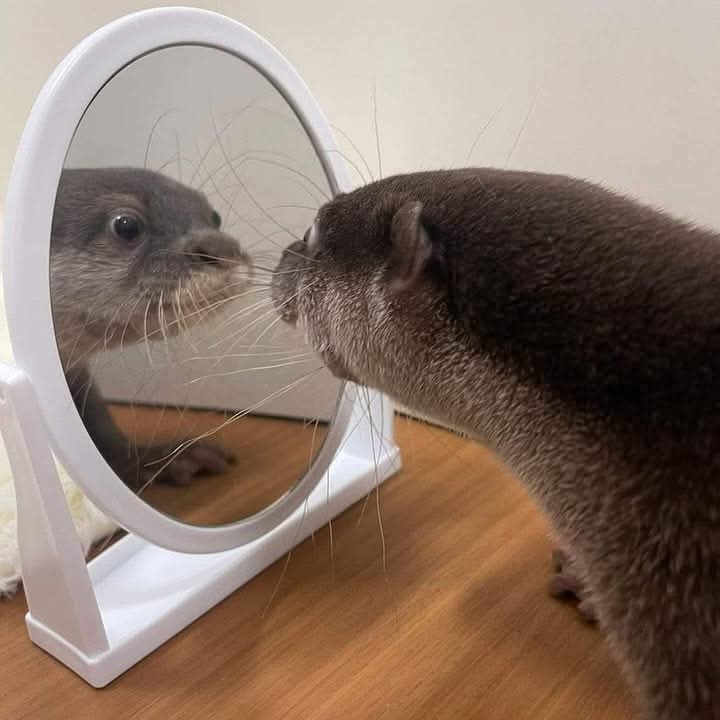 In Otter News (@inotternews): "Steve just came up with a business idea ...