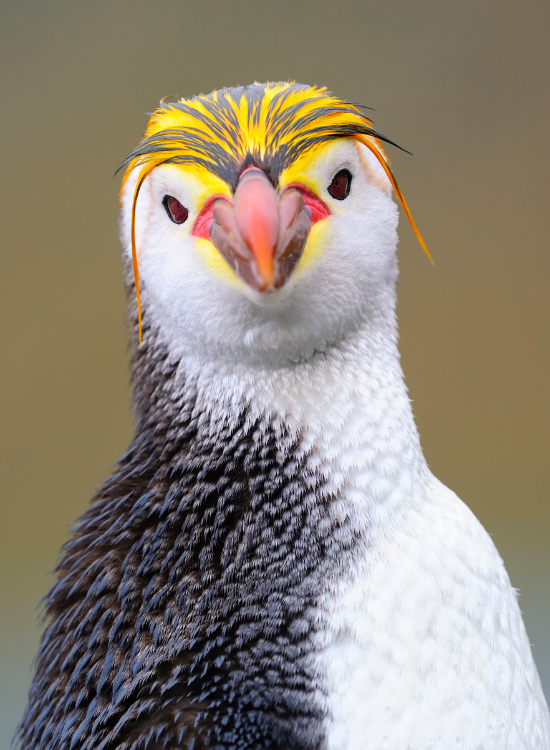 Meet the 18 Penguins of the World (Yes, There Are That Many!)