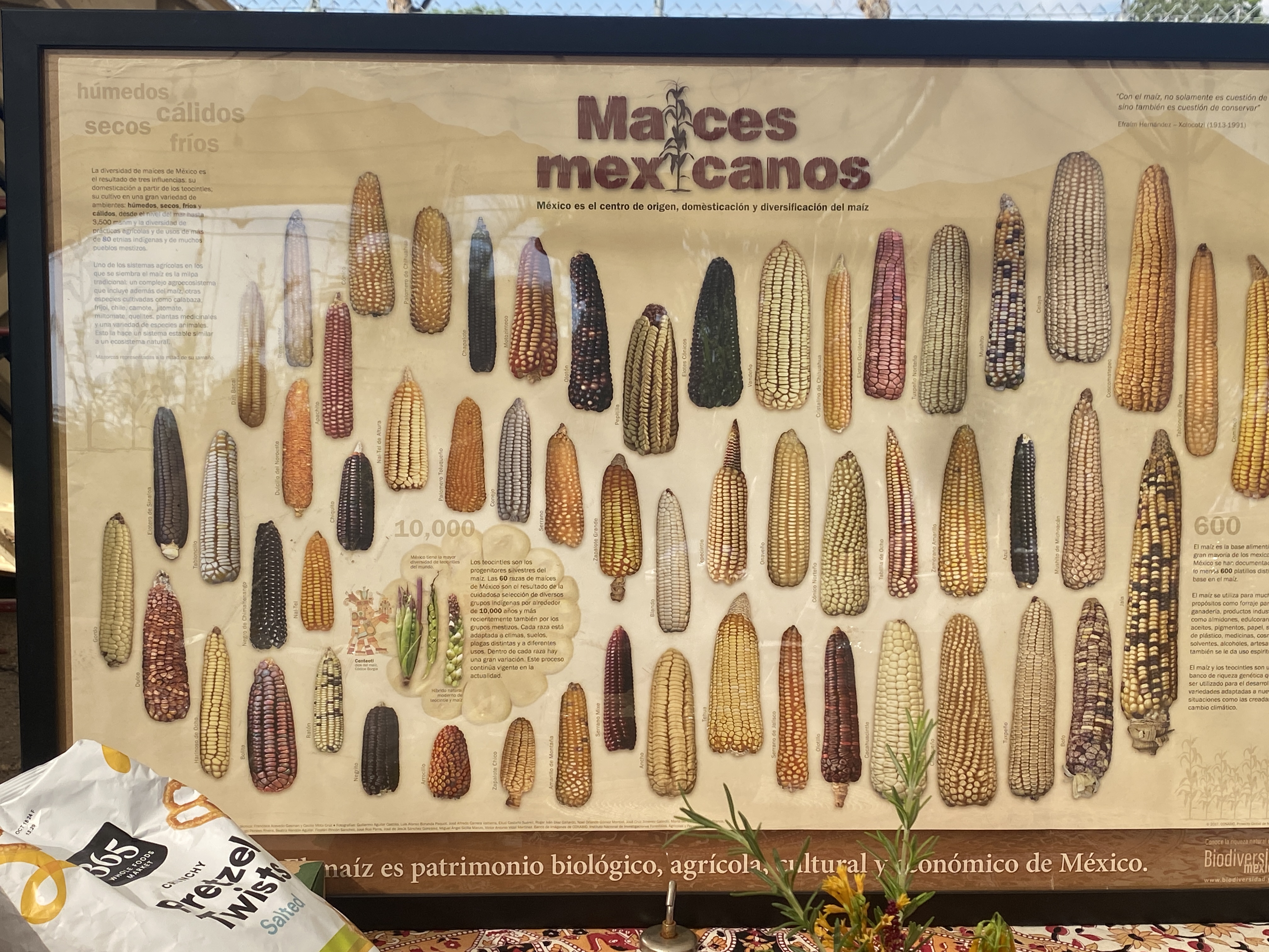 How I'm Growing Blue Corn - by Mina Nada - Source of Flavor