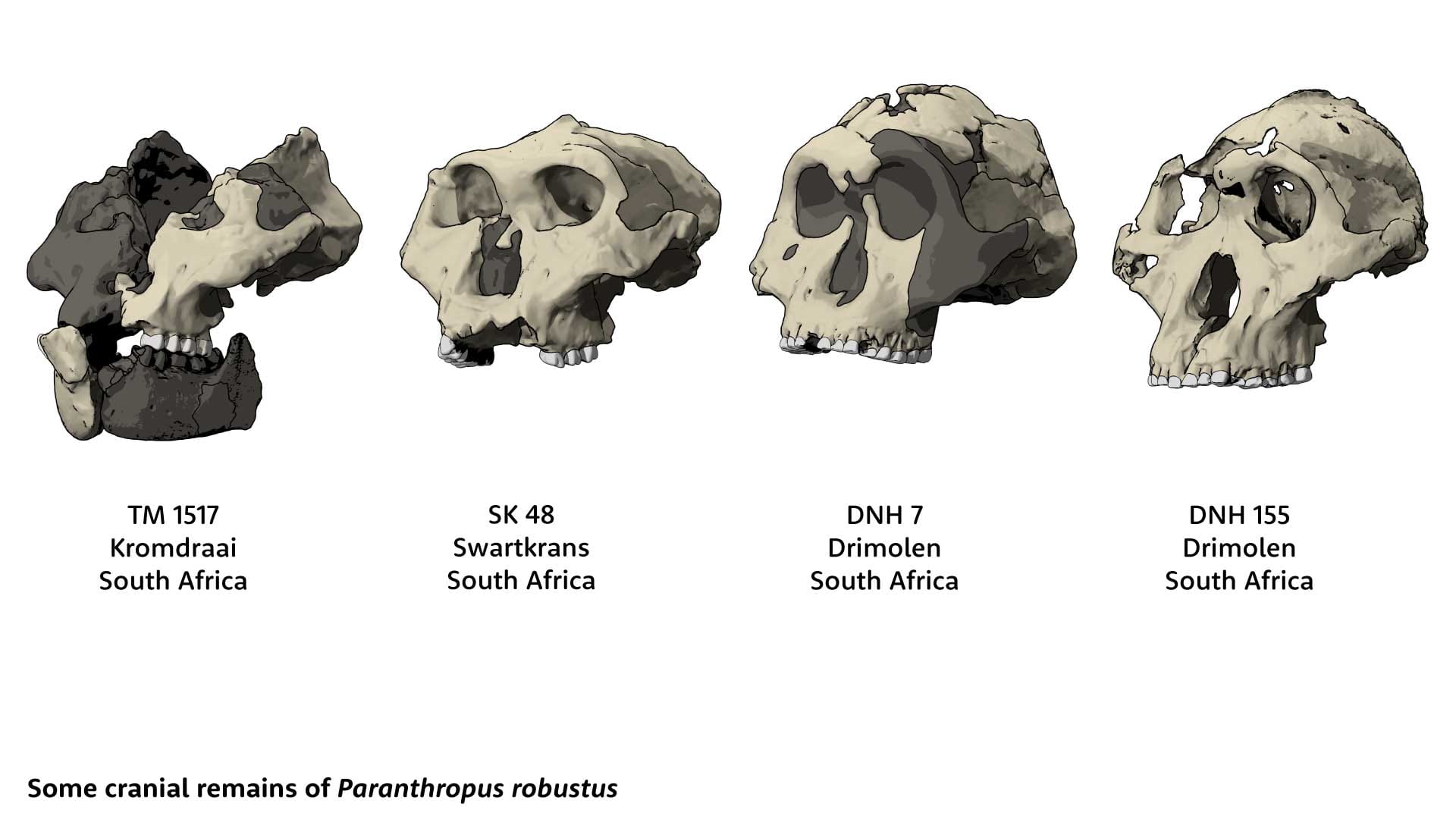 Guide to Paranthropus species - John Hawks