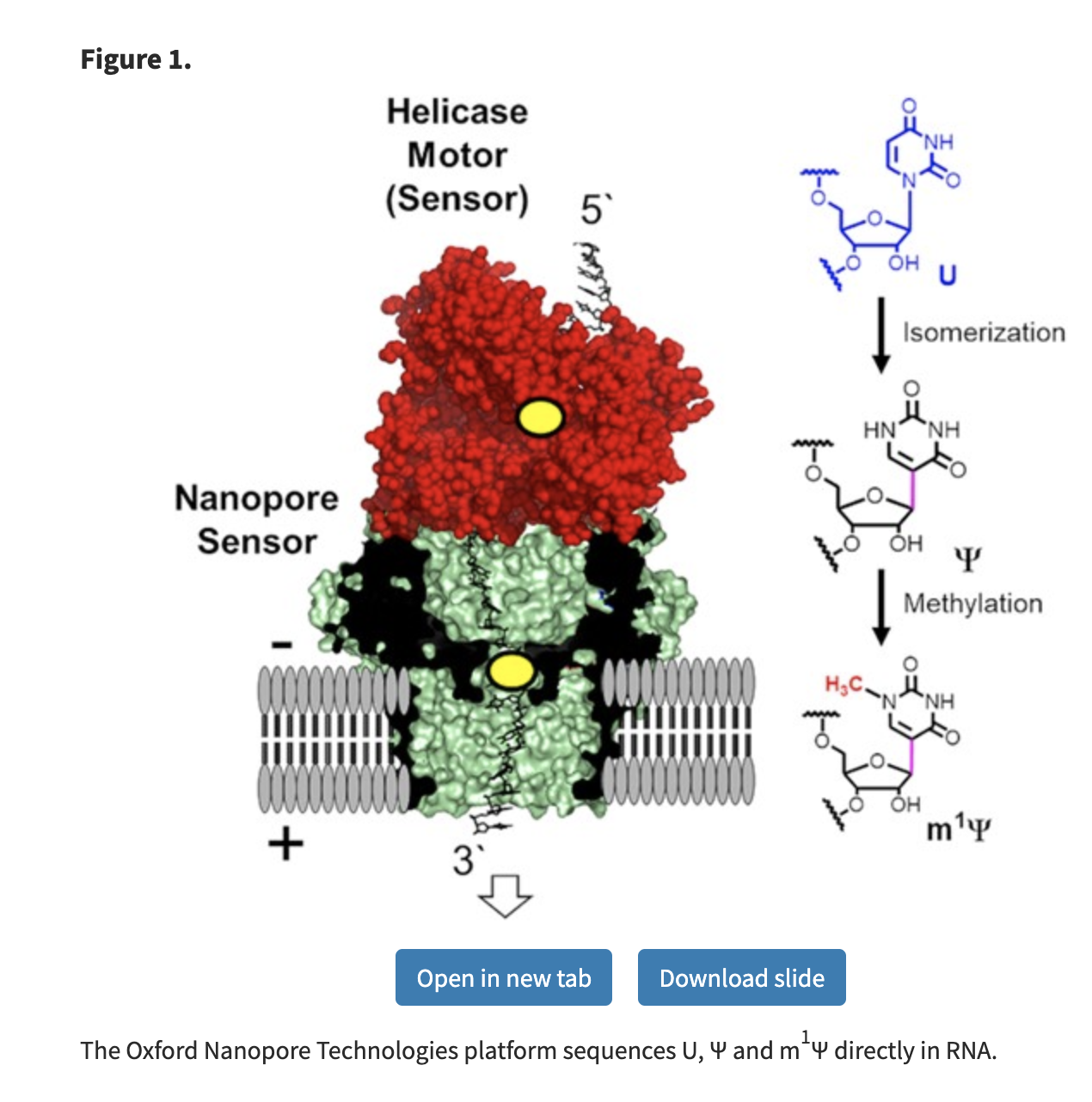 Fluorometer and UV spectra of purified Pfizer and Moderna vaccines