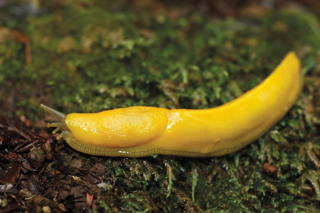 The Story of Sammy The Banana Slug - by Leanne Phillips