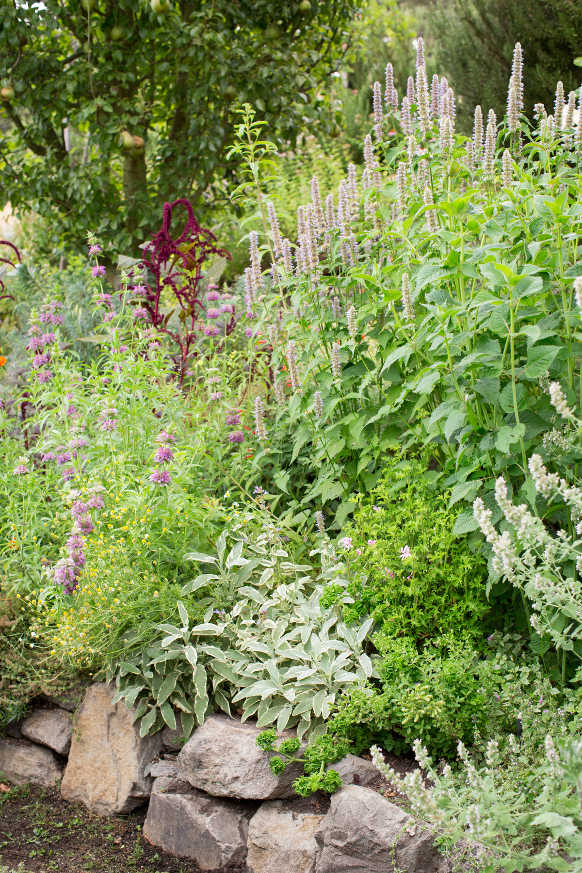 Homestead Design Collective on Substack: "An edible garden is not just what you grow for your ...