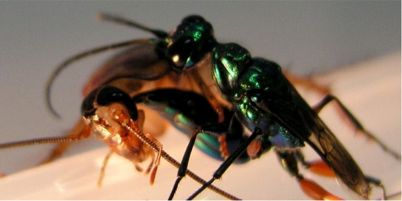 Scott Ritter Extra | Substack