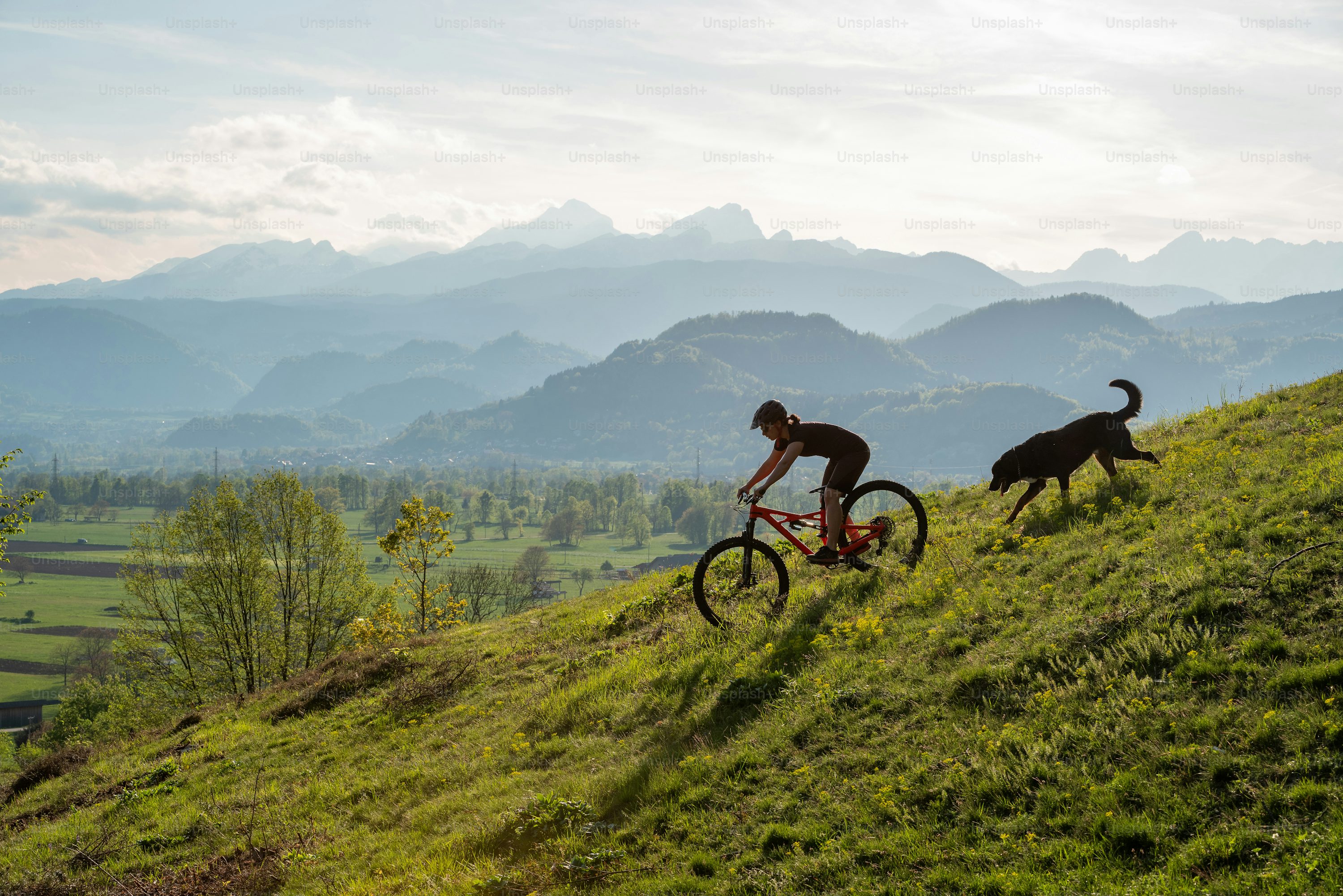 Beyond the Hype: An Honest Look at Librela for Canine Arthritis