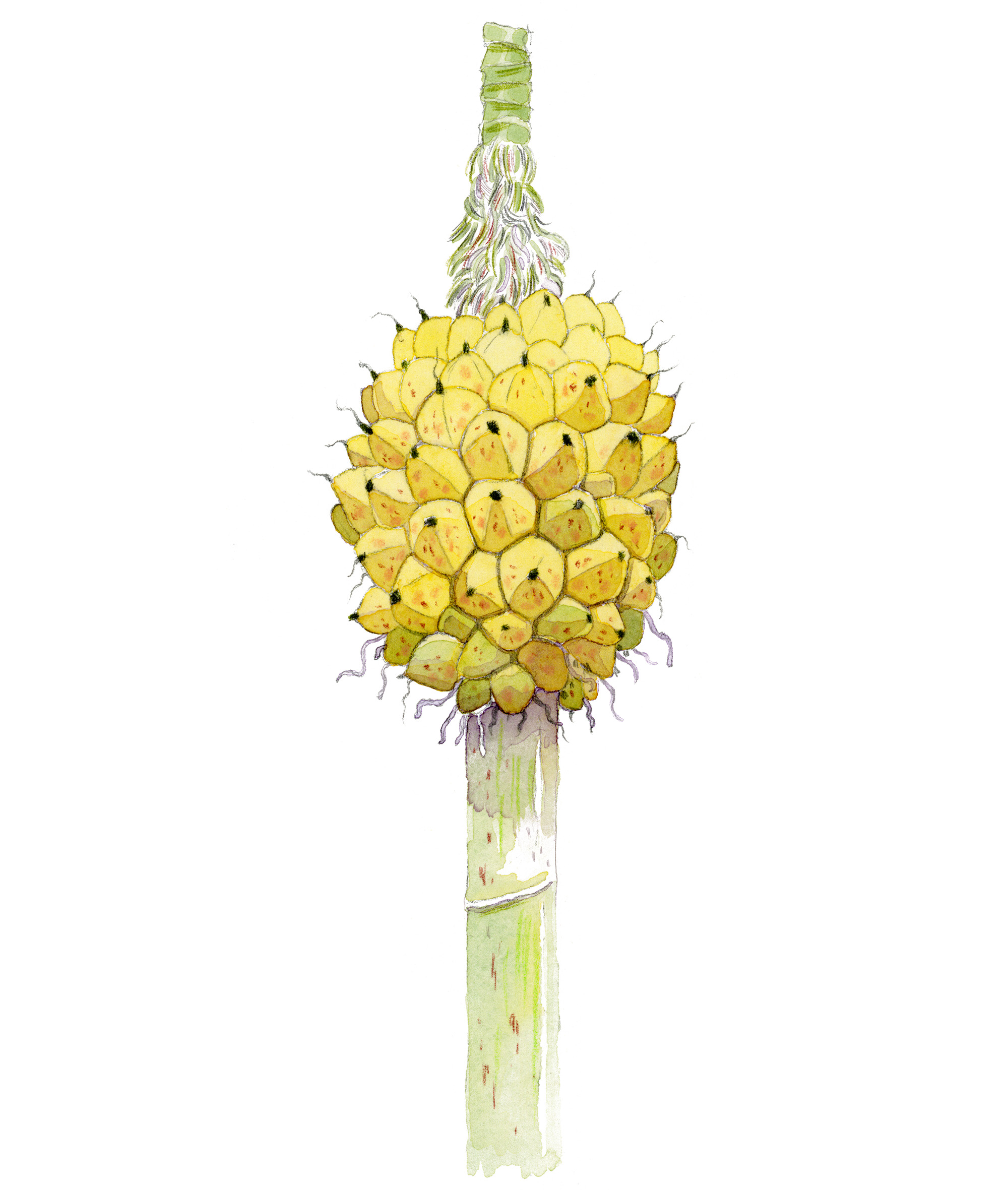 Indigenous Bananas - by Matt Chun and James Tylor