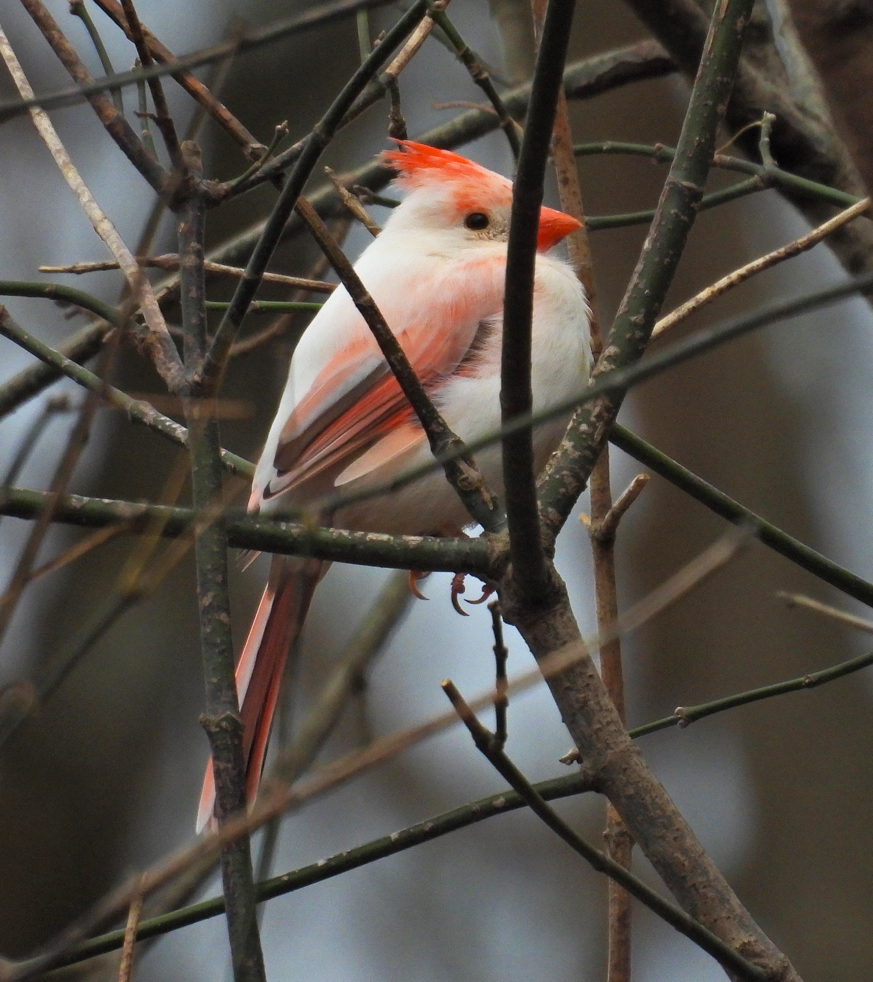 Meet Leucy - the Leucistic Northern Cardinal