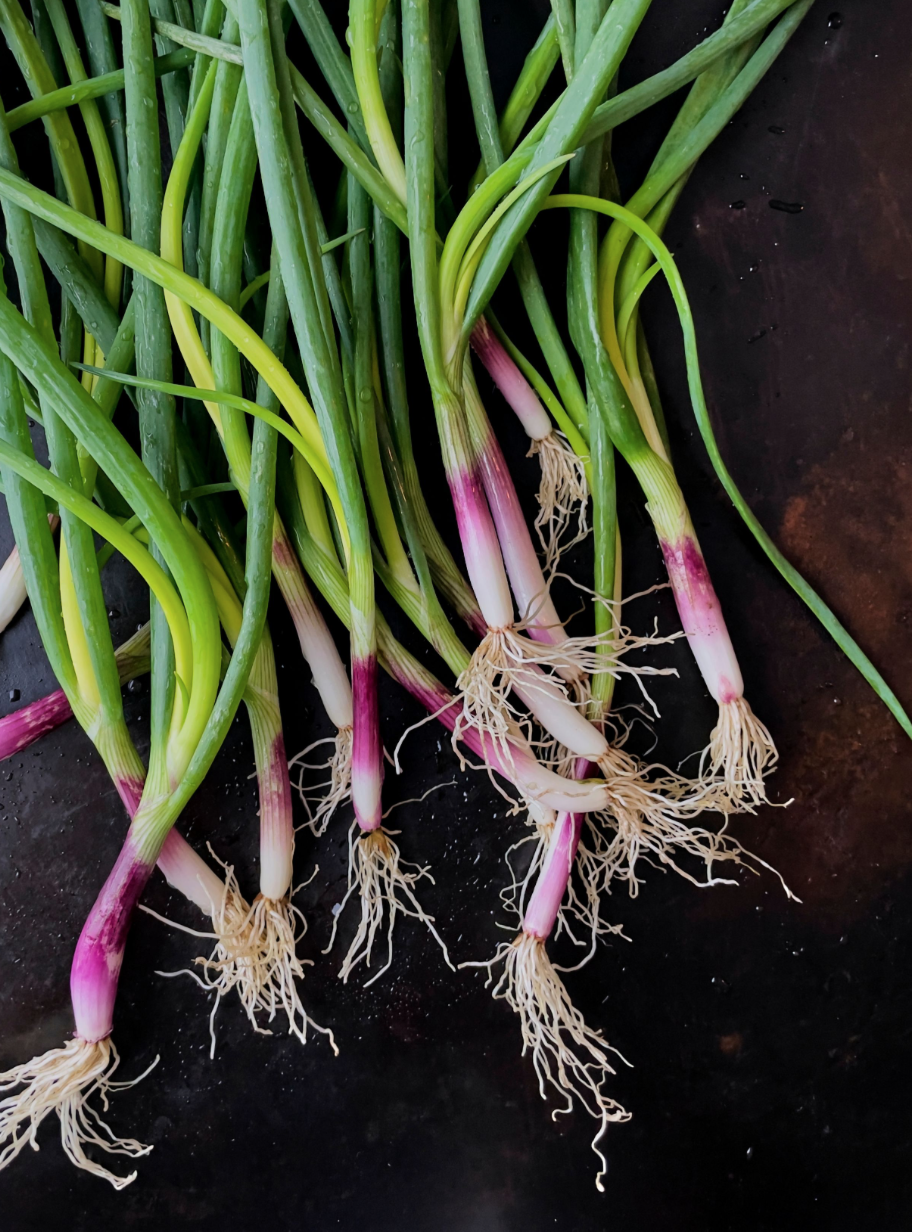 Spring Onion Soup - by Susan Spungen - Susanality