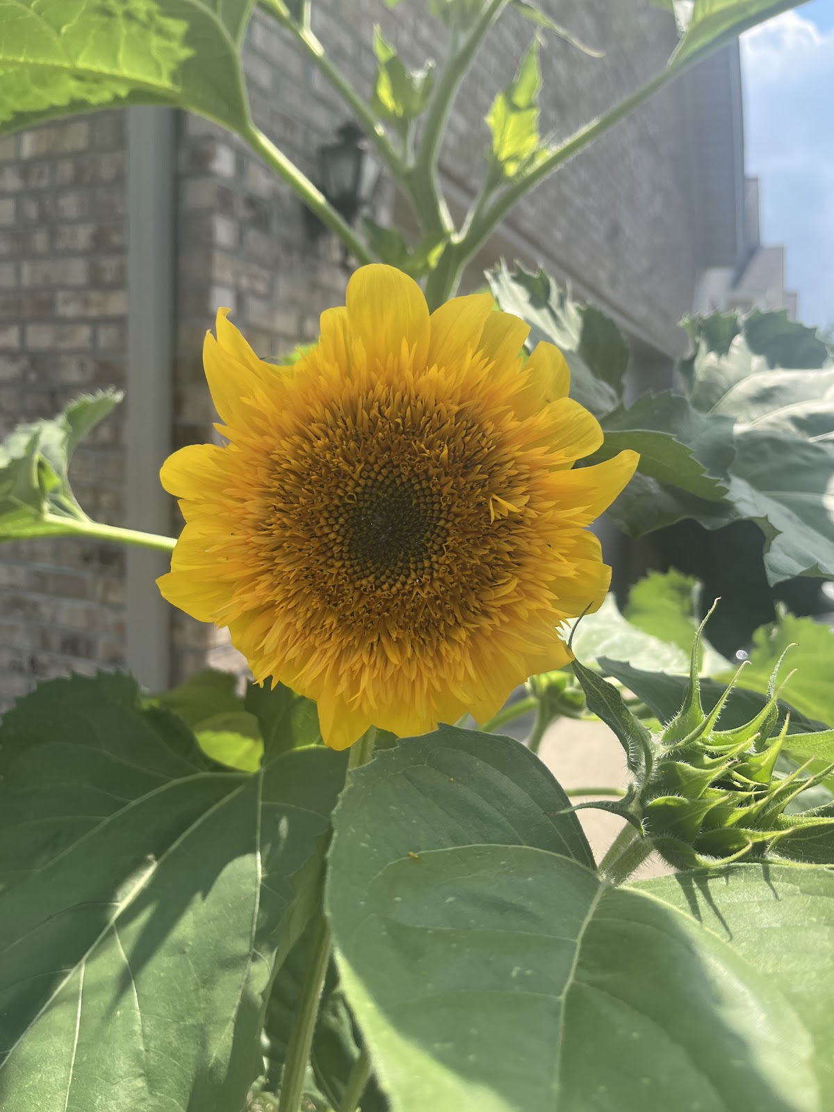 What Is Homegrown National Park? - Backyard Berry Substack