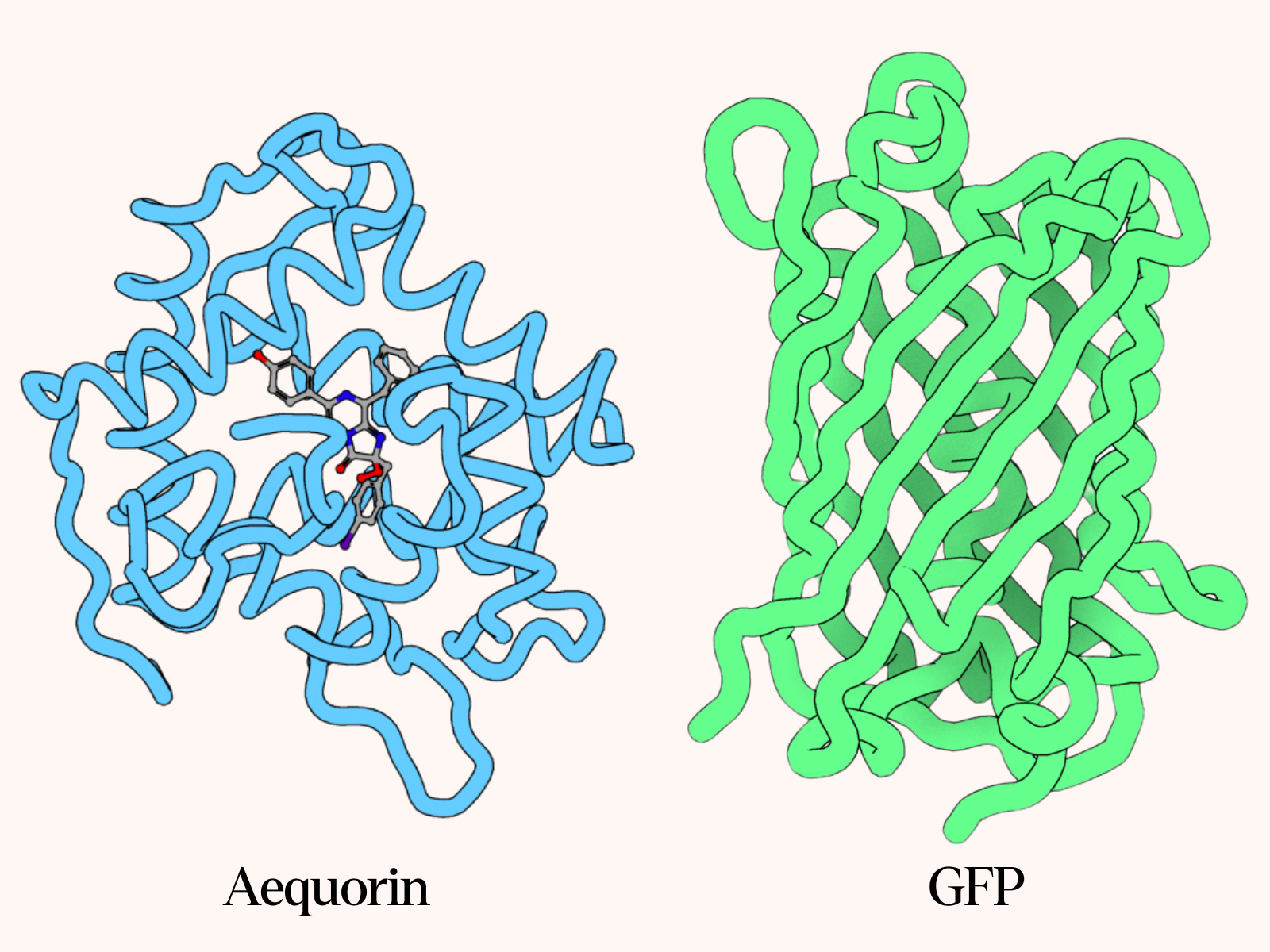 A Brief History of GFP - by Smrithi Sunil - Asimov Press