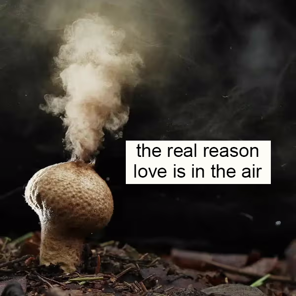 How do Fungi Reproduce? - North Spore | Media