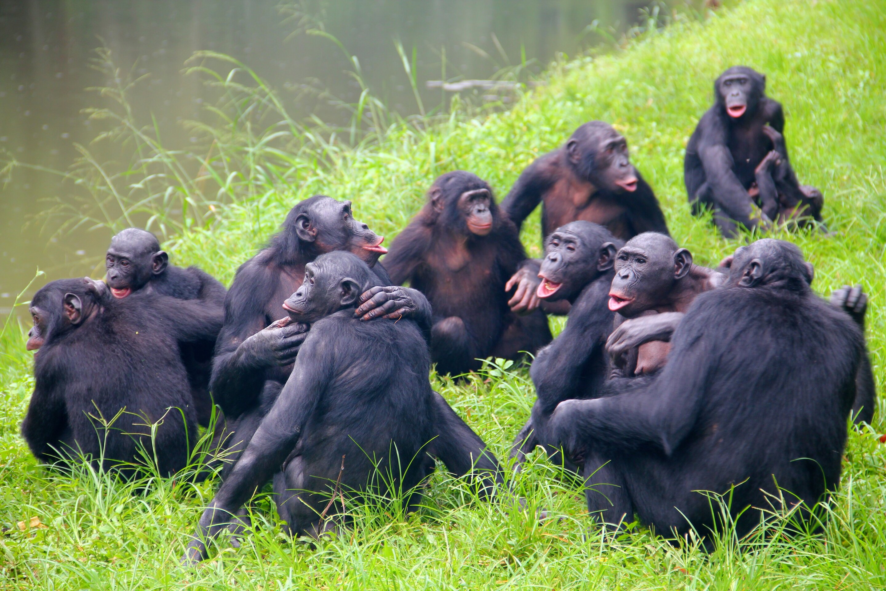 Sex, Power, and Peace: How Bonobos and Chimpanzees Reveal Our ...