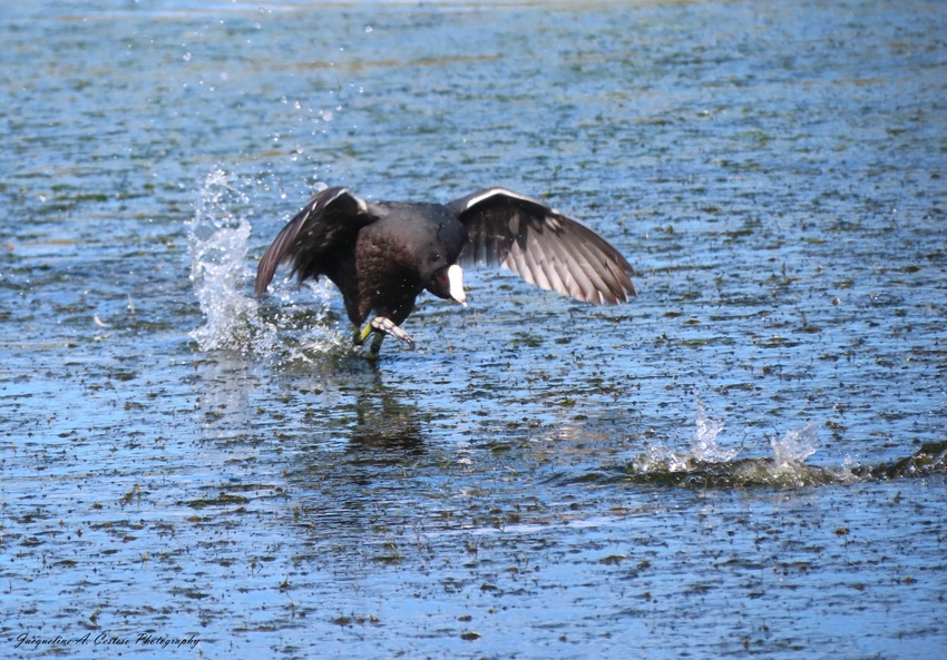 Who are you calling an "old coot?" - by Jackie Cestero