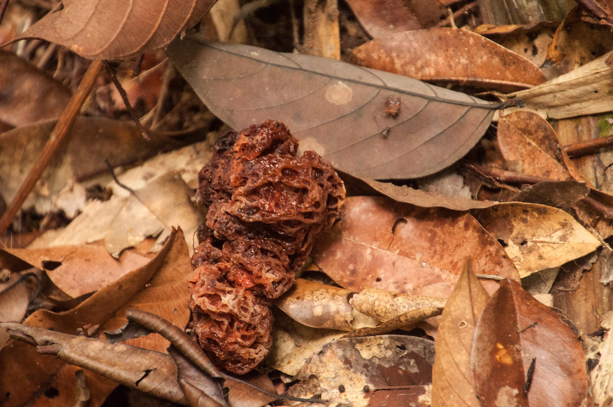 Mysteries in the Malaysian Forest: A Tour of Odd Mushrooms - Part I