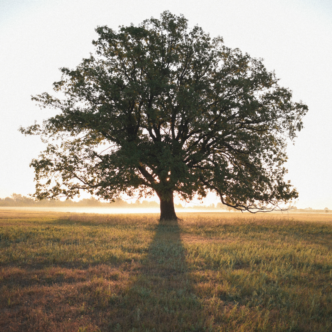 Carl Jung’s Tree Analogy and the Individuation Process
