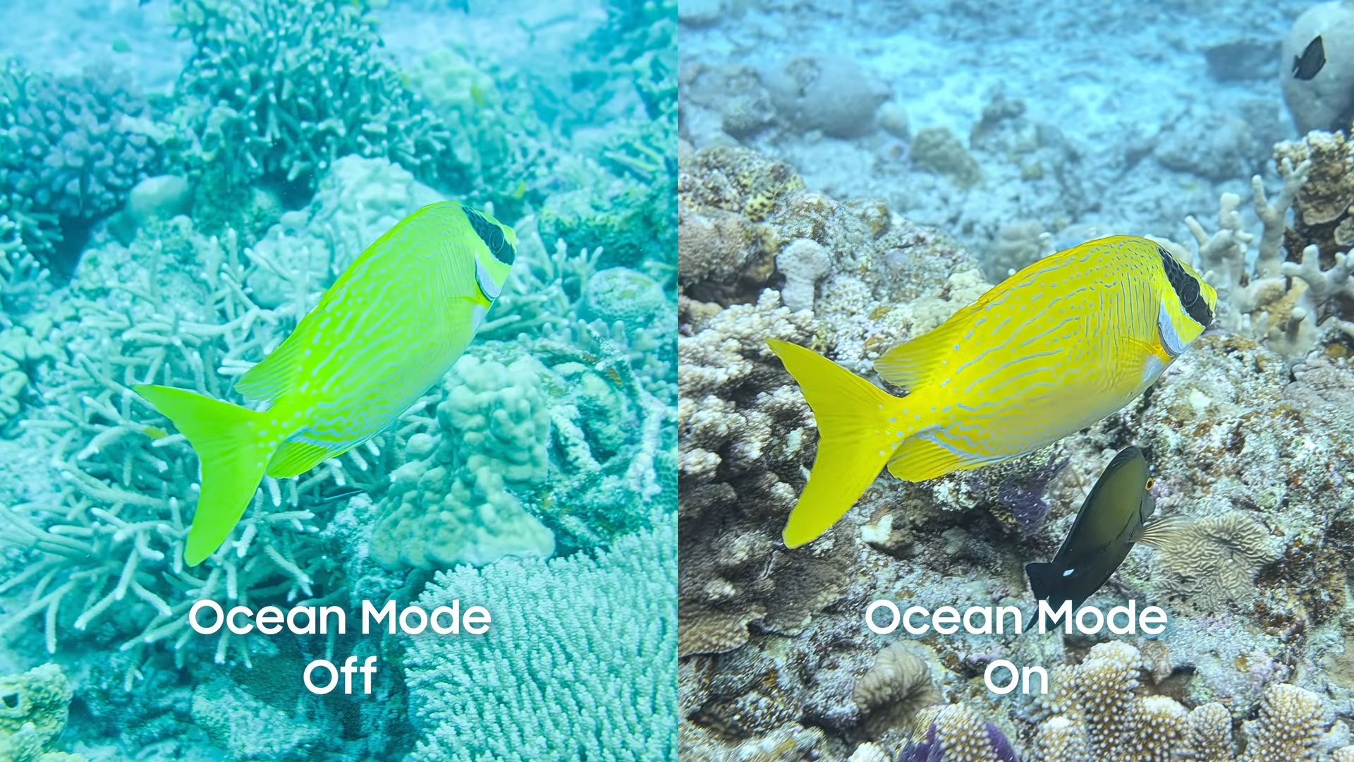Galaxy S26 Ultra Ocean Mode, explained: underwater photos have never ...