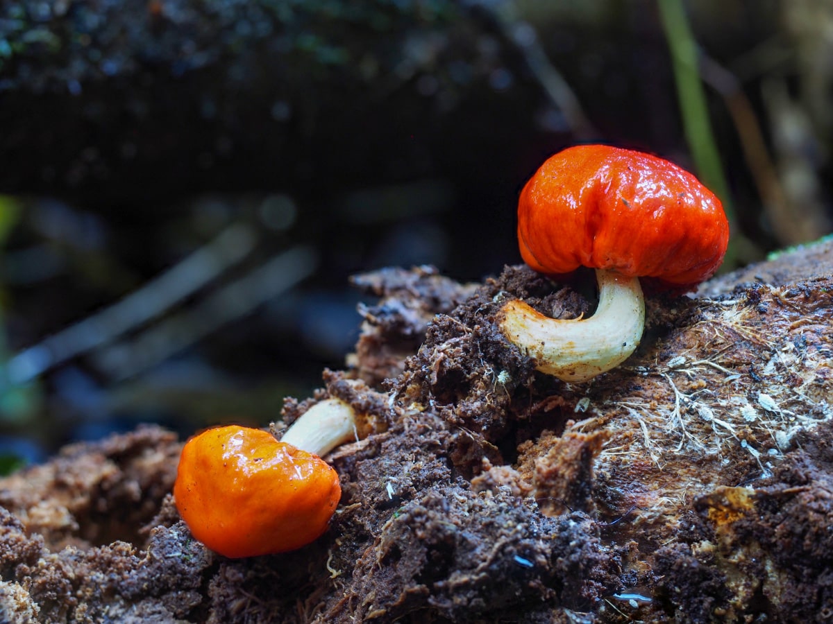 Unearthing the Colorful and Bizarre Pouch Fungi of New Zealand