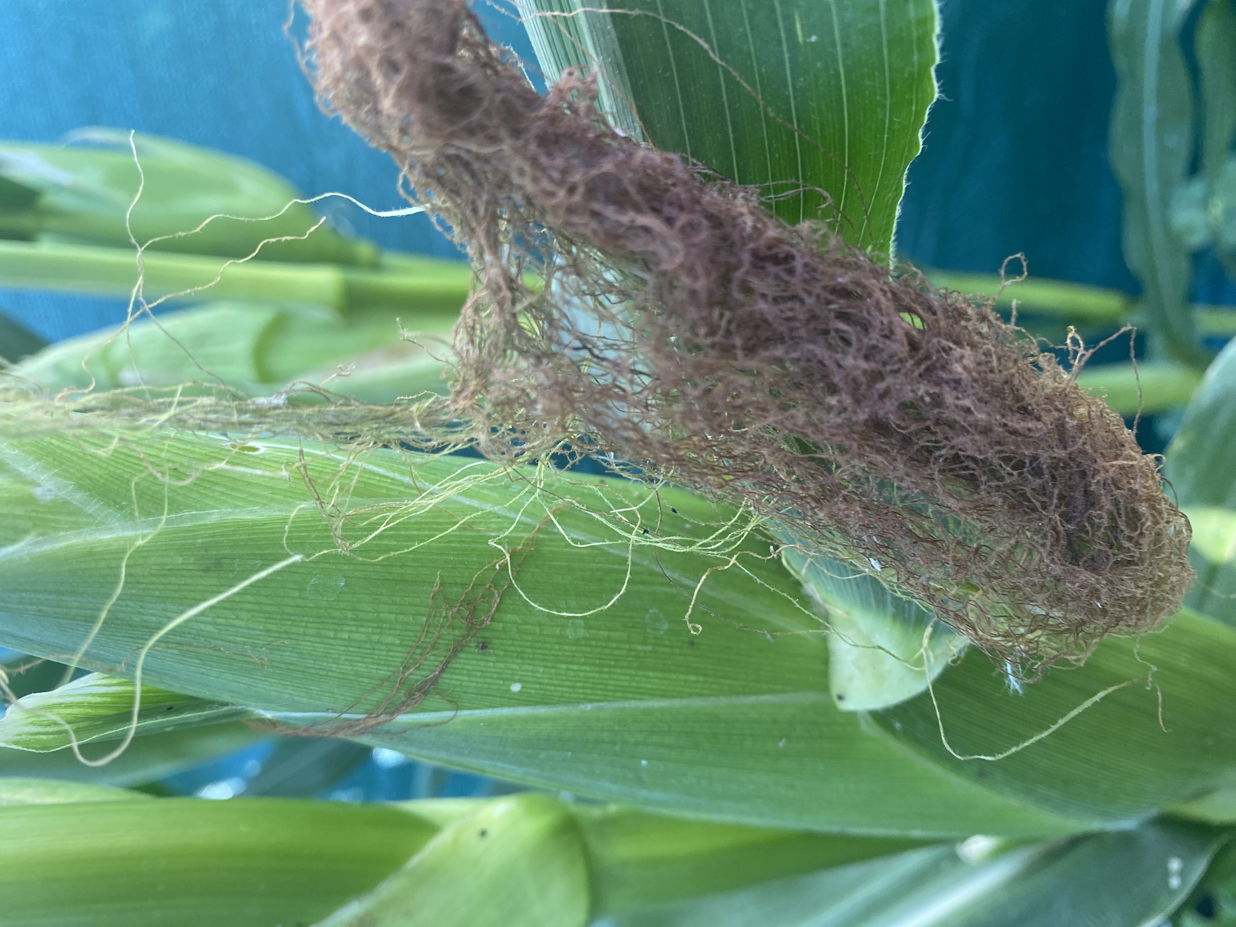 How I'm Growing Blue Corn - by Mina Nada - Source of Flavor