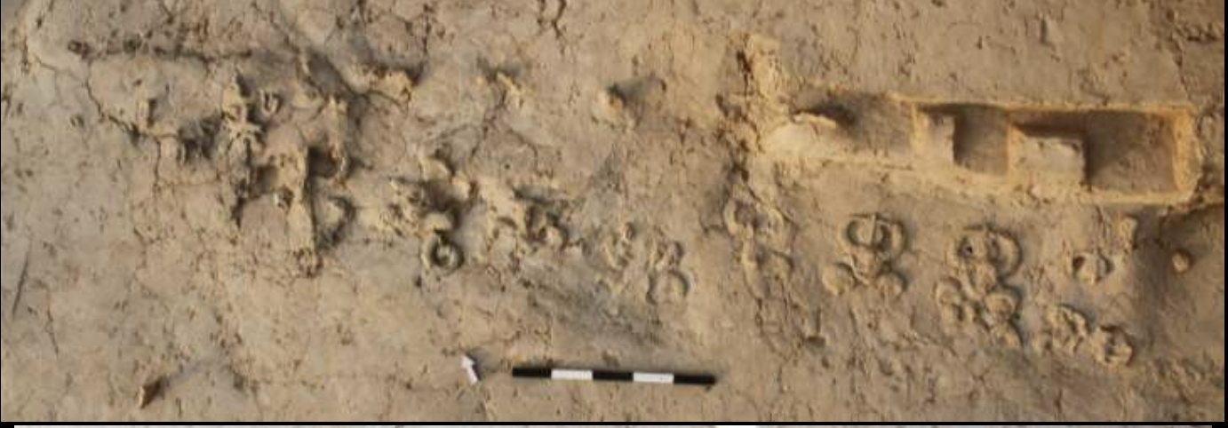 The Sinauli/Indus Valley/Vedic connection - by Yajnadevam