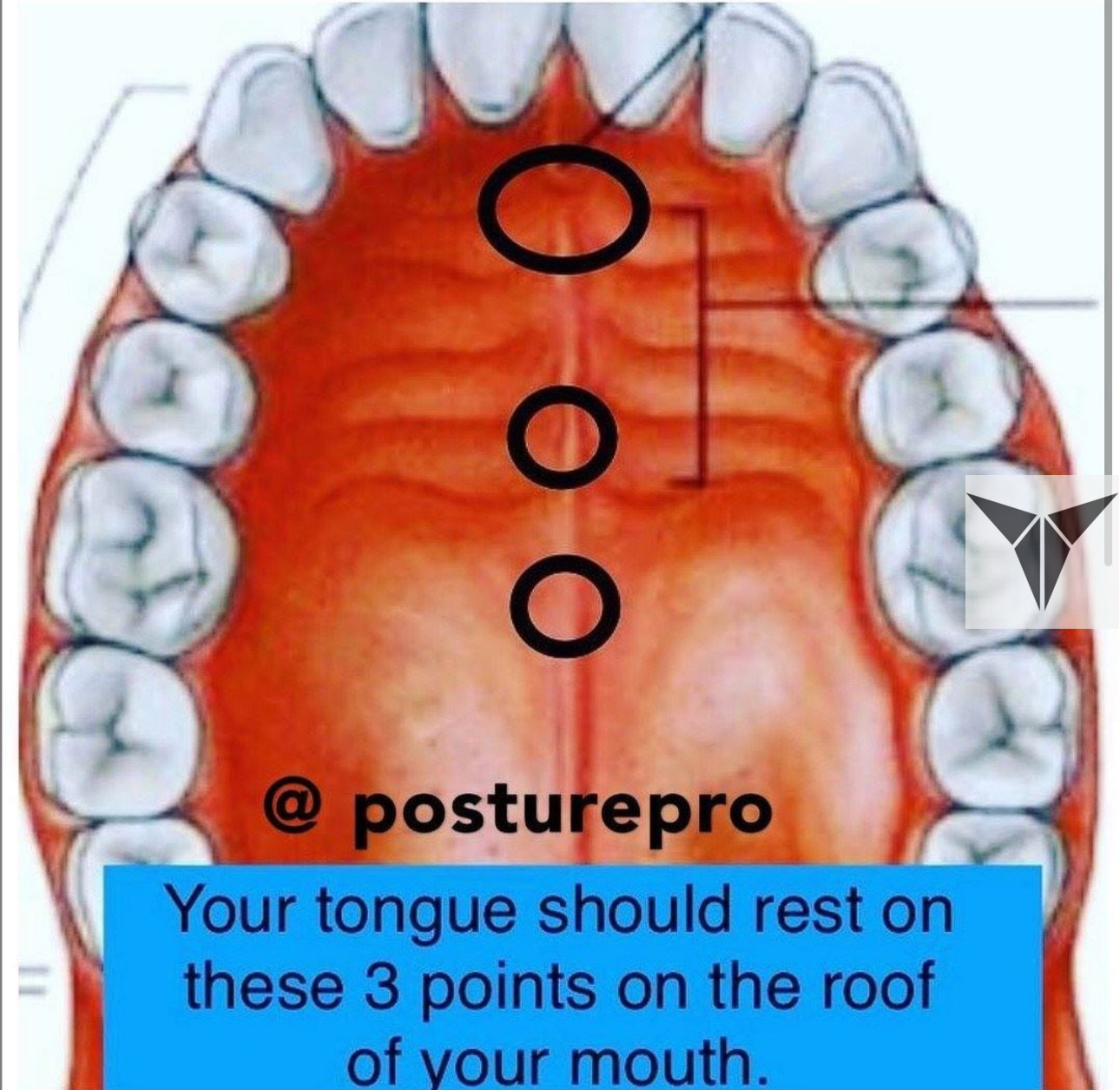 Strengthen your jaw, improve tongue posture, and fix facial imbalance ...