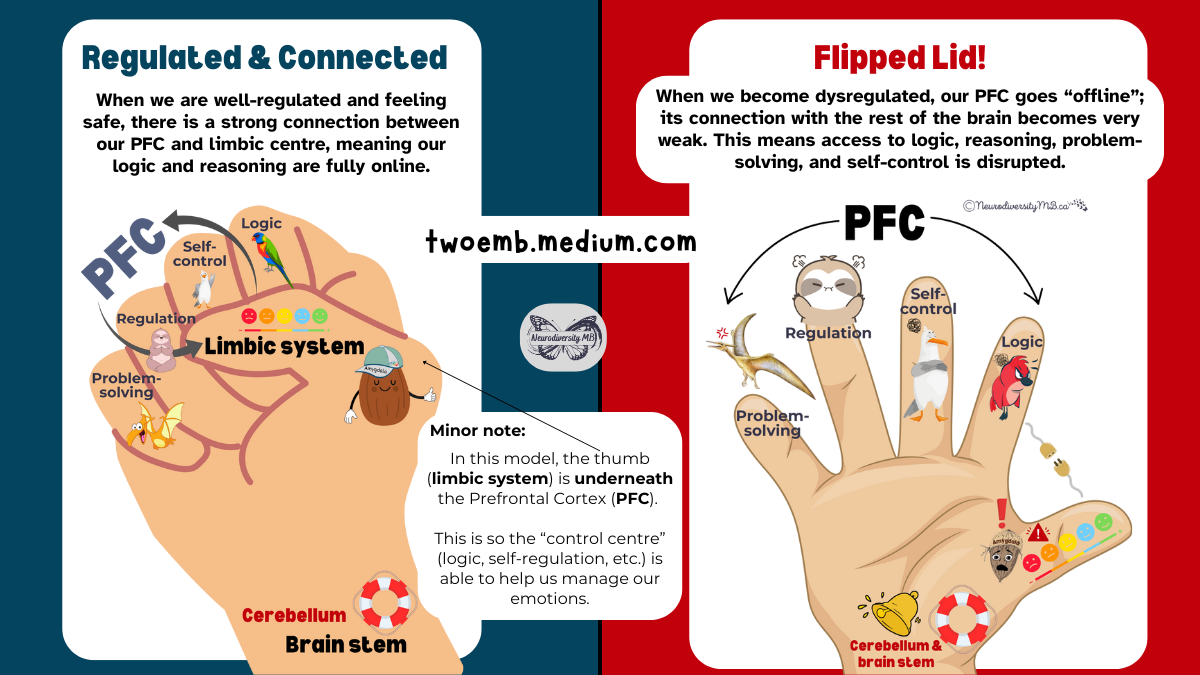 Dr. Siegel’s Hand Model of the Brain - by Jillian Enright