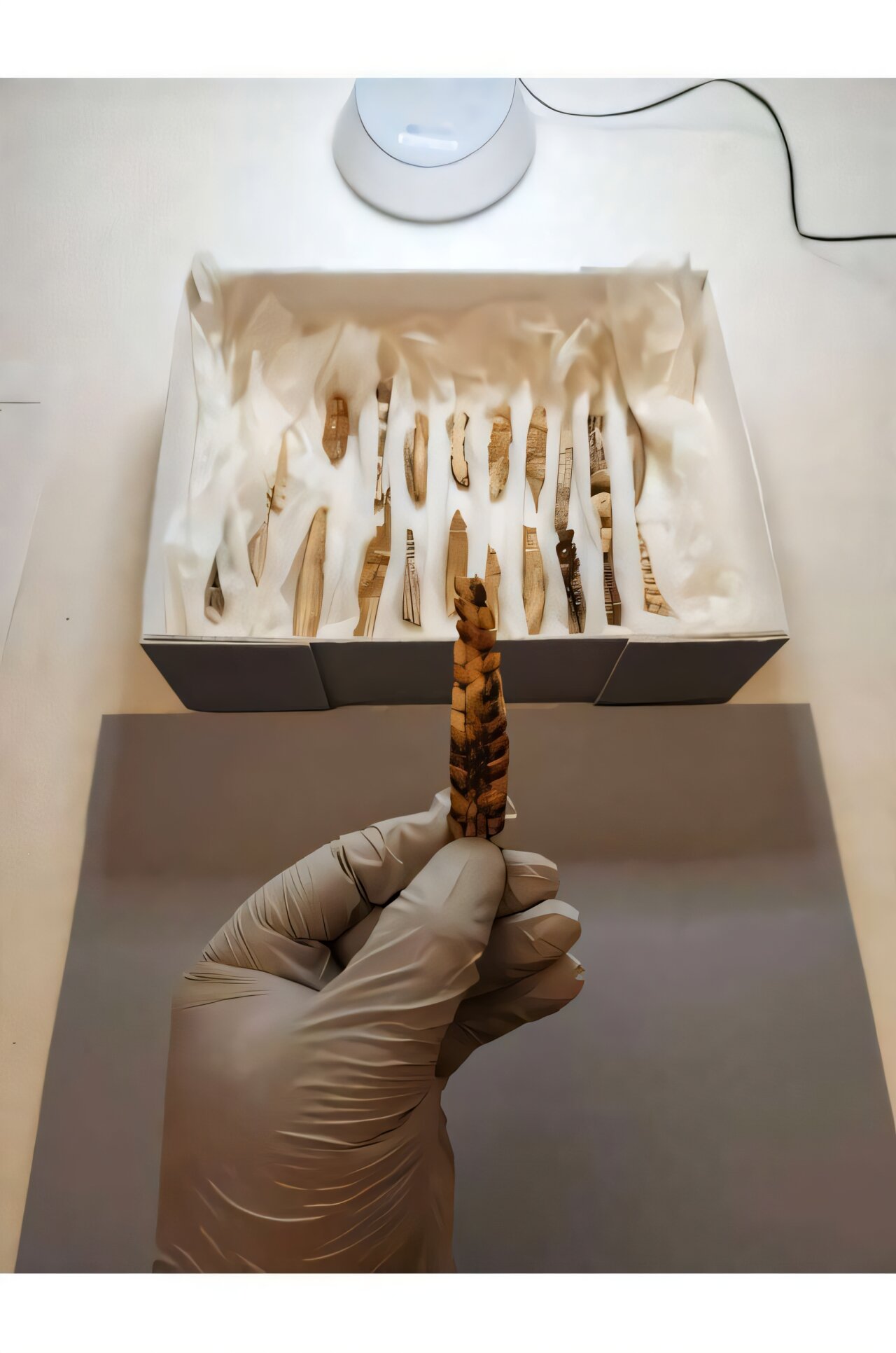 Tracing Maize’s Roots: Evidence of Domestication in South America