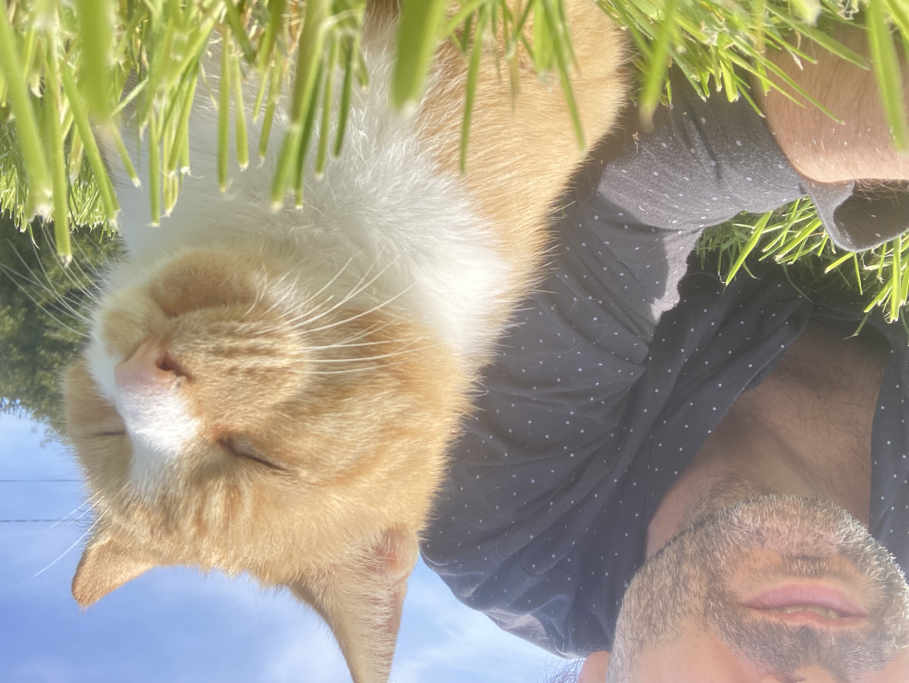 Tom Cox on Substack: "Mongo/Mango/Mongoose/Mangoose/Jim Mangleson/James Mangleson/Jim/Jimothy ...