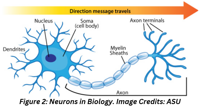 Everything you need to know about CNNs Part 4: Dense Layer