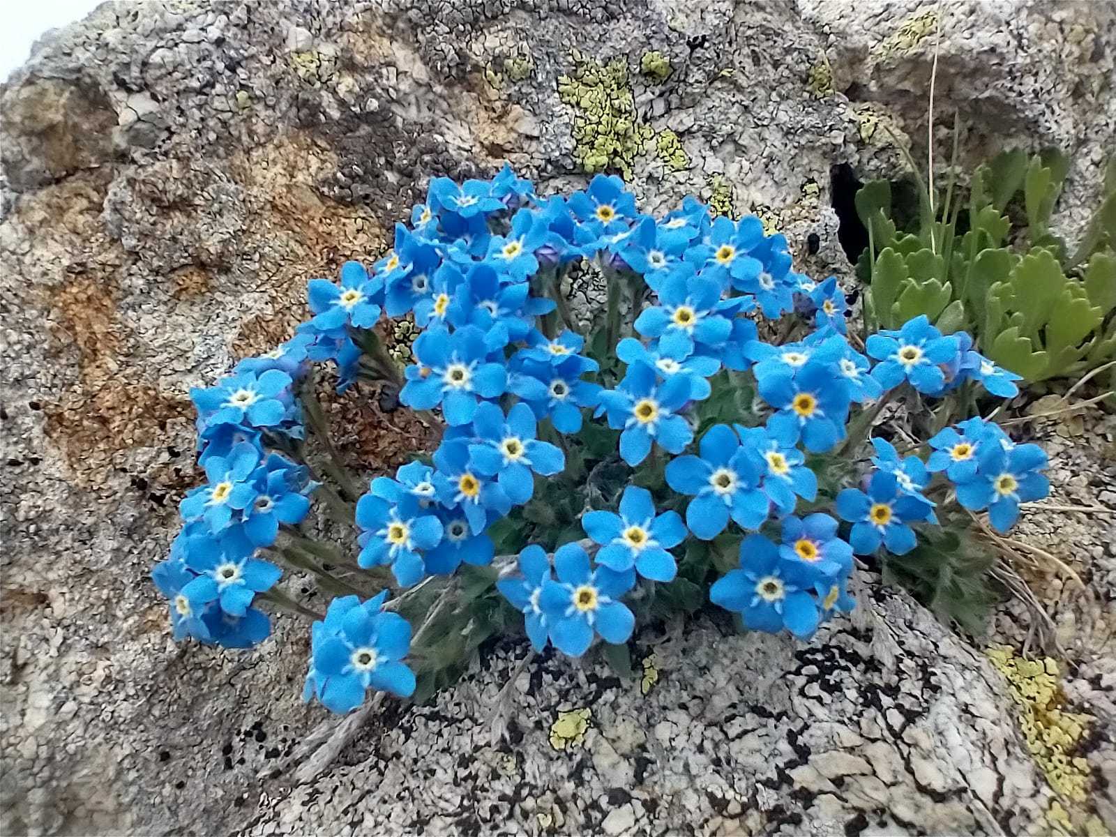 All the plants in the Alps - by Anne Thomas